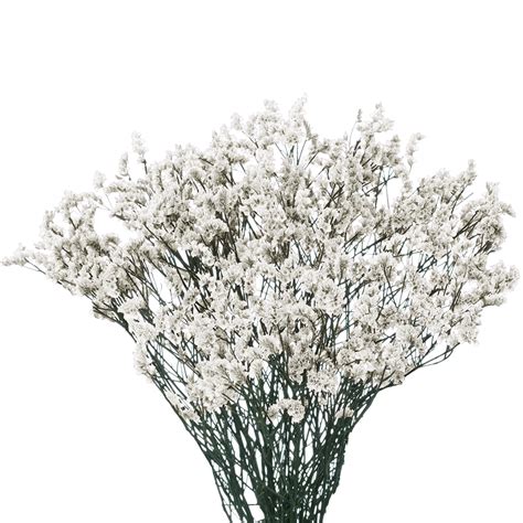 Limonium White Reemflora
