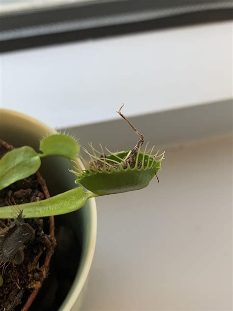 Did My Venus Flytrap Bite Off More Than He Could Chew Or Is He Just Taking His Time Got Fed 1