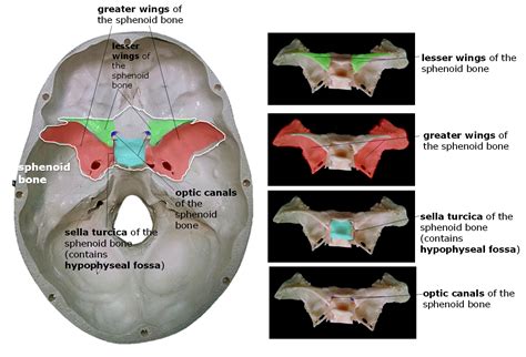 Ethmoid Bone Labeled Nasal Septum