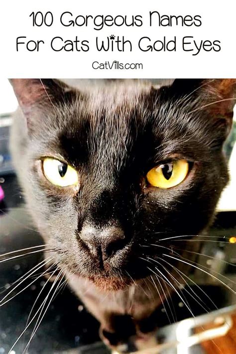 100 Gorgeous Names For Cats With Gold Eyes