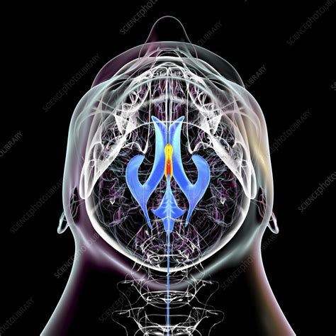 Third Brain Ventricle Illustration Stock Image F0425091 Science