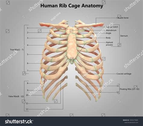 Rib Cage Labeled Posterior View At Pablo Joyce Blog