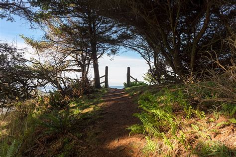 60 Harris Beach State Park Foto Stok Potret And Gambar Bebas Royalti