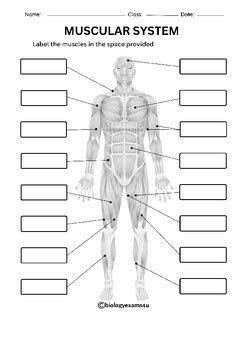 Muscle Diagram Worksheets Muscular System Worksheets 2025
