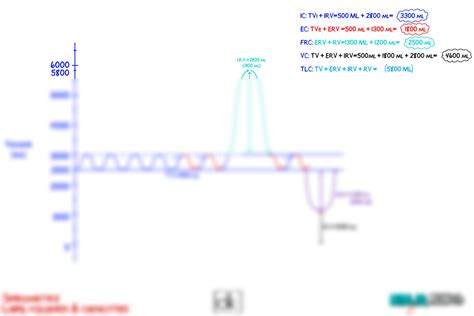 Solution Respiratory Physiology 07 Spirometry Key Studypool
