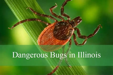 20 Dangerous Bugs In Illinois With Pictures And Identification