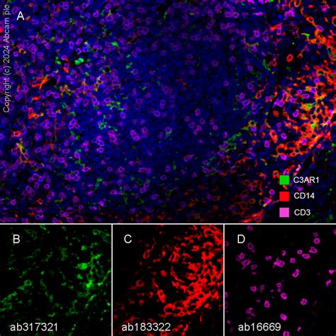 Anti C3a R Antibody Epr28765 1 Ab317321 Abcam