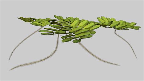 Azolla 3d Model 39 Ma Obj Free3d