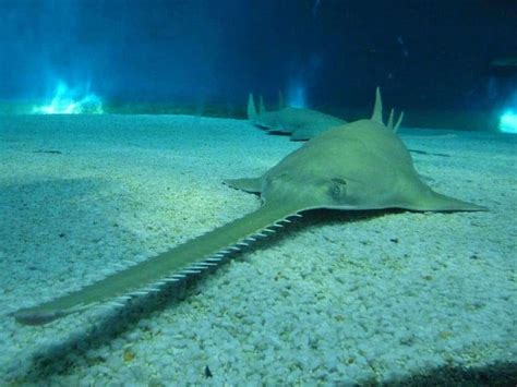 Giant Sawfish Exhibit Virgin Birth Reproducing Without Sex