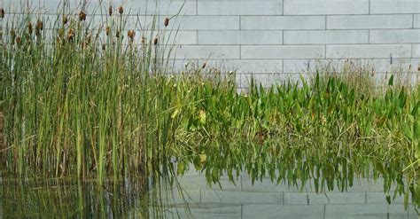 Graceful Cattail Glenstone