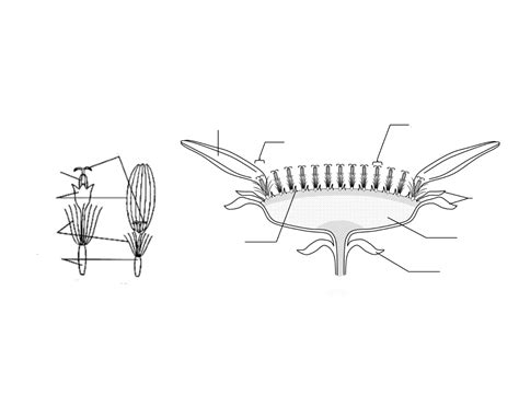 Asteraceae Daisy Anatomy Quiz