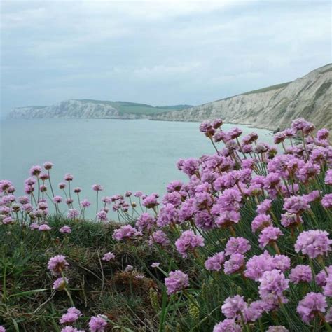 Sea Cliff Plants