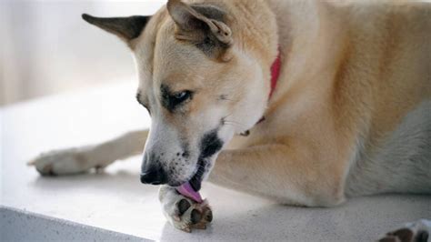 O Que Significa Quando Seu Cachorro Sempre Lambe As Patas Correio