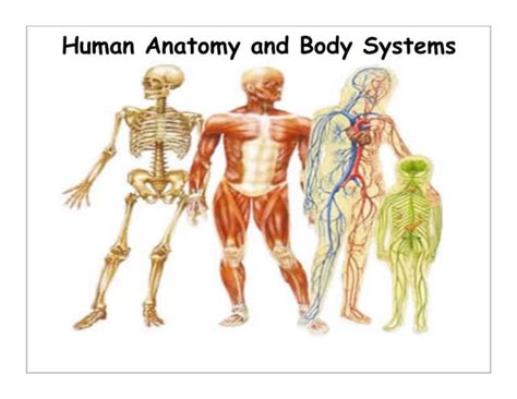 Human Body System Online Class Grade 4 Pptx
