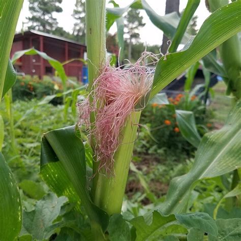 Common Problems Growing Sweet Corn In The Home Garden The Beginners