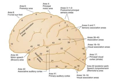 Frontal And Temporal Lobes Function And Dysfunction Flashcards Quizlet
