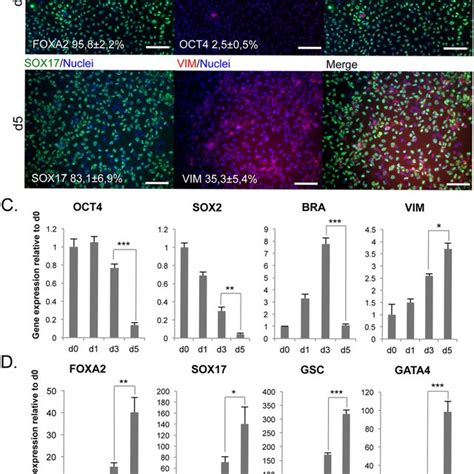 Induction Of Definitive Endoderm De A Protocol For Definitive