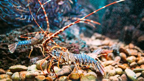 11 Different Types Of Lobster W Pictures
