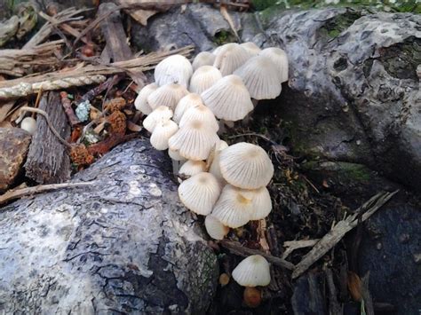 Sex Begets Sexes Nature Ecology And Evolution