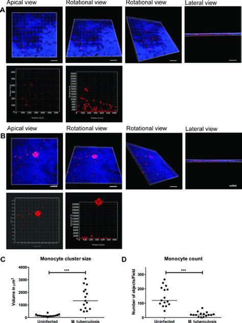 3d Visualization And Quantitative Analysis Of Tissue Model Provide
