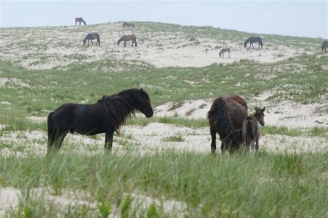 Sable Island National Park Reserve The Canadian Encyclopedia