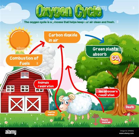 Oxygen Cycle Diagram For Science Education Illustration Stock Vector
