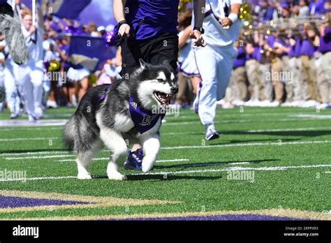 September 02 2023 The Washington Husky Mascot Dubs Leads The Team