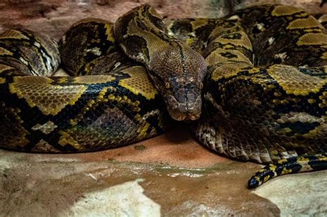 Un Python Domestique De 65 Mètres Saisi Par La Police Metrotime