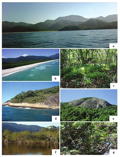 Types Of Vegetation That Occur In Ilha Grande Angra Dos Reis Rj