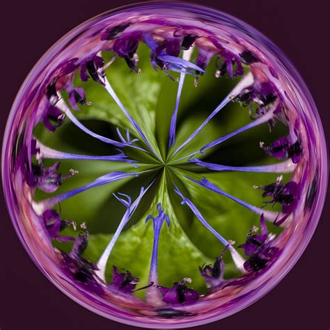 Batchelor Button Orb By Jean Noren Photograph By Jean Noren Pixels