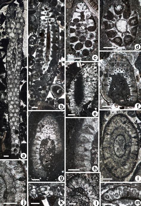 Calcareous Algae From The Tirgan Formation In The Gelian Section A D Download Scientific