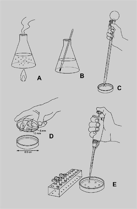 Radial Diffusion Assay 29 30 Adapted For Assessing Tannins In The Download Scientific