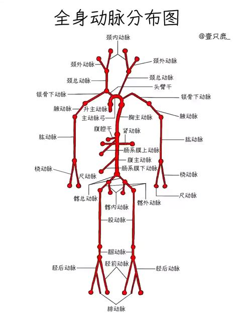 💉医学生必备：全身动脉分布图详解📖