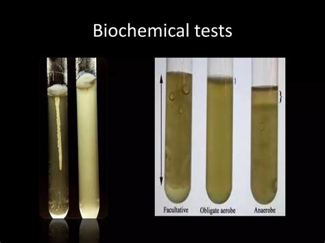 Nitrobacteriaceae Pptx