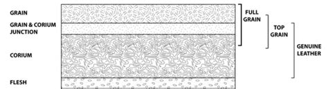 Cattle Hide Cross Section Left And Types Of Leather Cuts