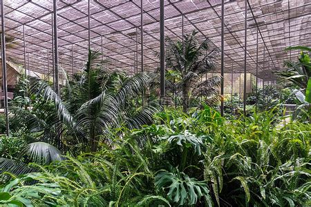 有热带植物的温室里面视图高清摄影大图 千库网