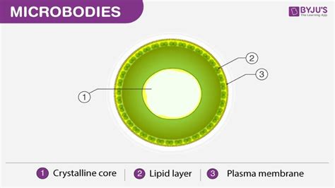 Chapter Iii Cell Structure And Taxonomypptx