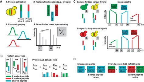 Measuring Protein Allele Specific Expression Pase By Liquid