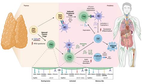 Schematic Illustration Of Treg Development Modes Of Activation And