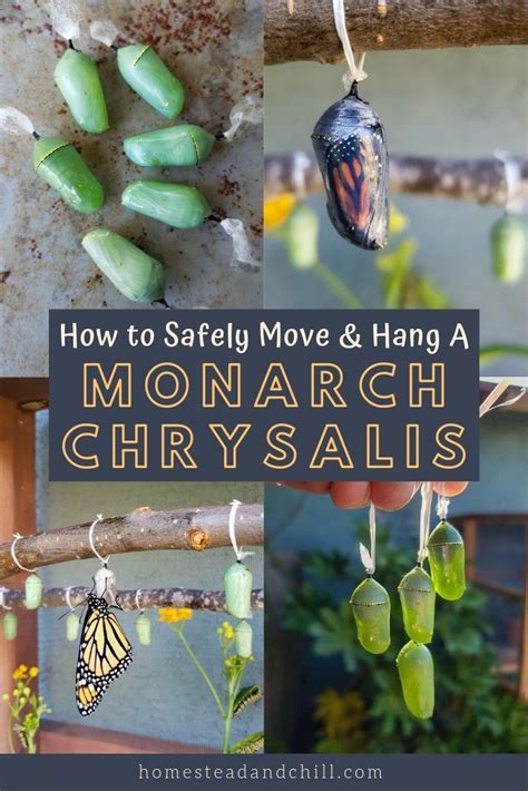 How To Safely Move And Hang A Monarch Butterfly Chrysalis How To