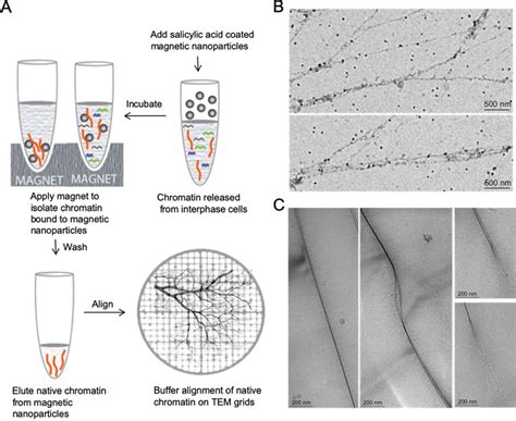 Figure 1 From Chromatin Hierarchical Branching Visualized At The Nanoscale By Electron