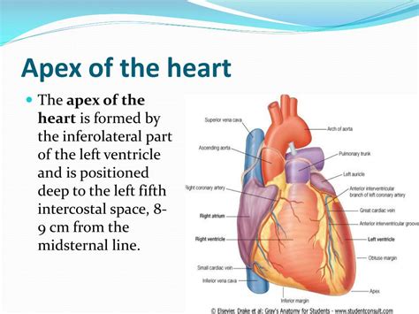 Ppt Middle Mediastinum Powerpoint Presentation Free Download Id