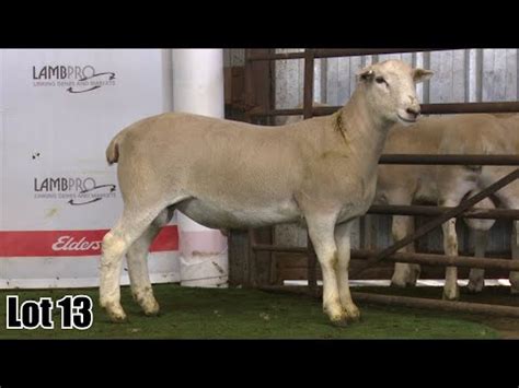 Lot 013 Youtube