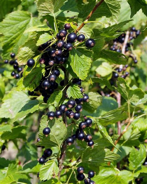 Download Blackcurrant In Vertical Side Wallpaper