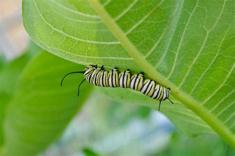 The Case For Planting ‘caterpillar Candy Rhoads Garden Center