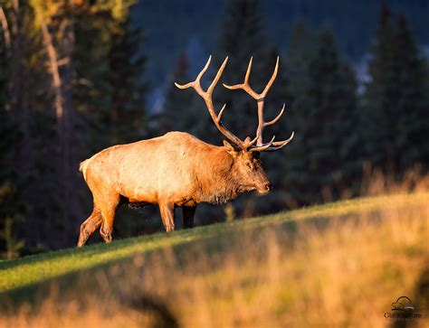 Bull Elk Wallpaper Hd