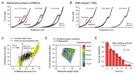 Figure 4 From Robust Membrane Protein Tweezers Reveal The Folding Speed