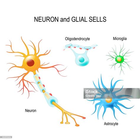 Nervous System Glial Cells