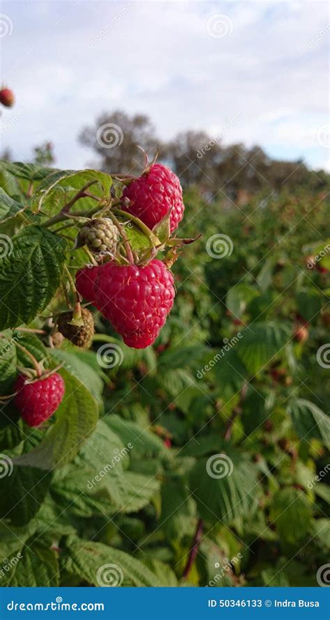 Raspberry Field Stock Image Image Of Tasty Raspberrys 50346133