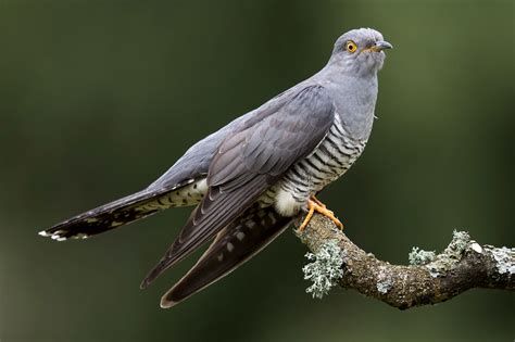 Common Cuckoo